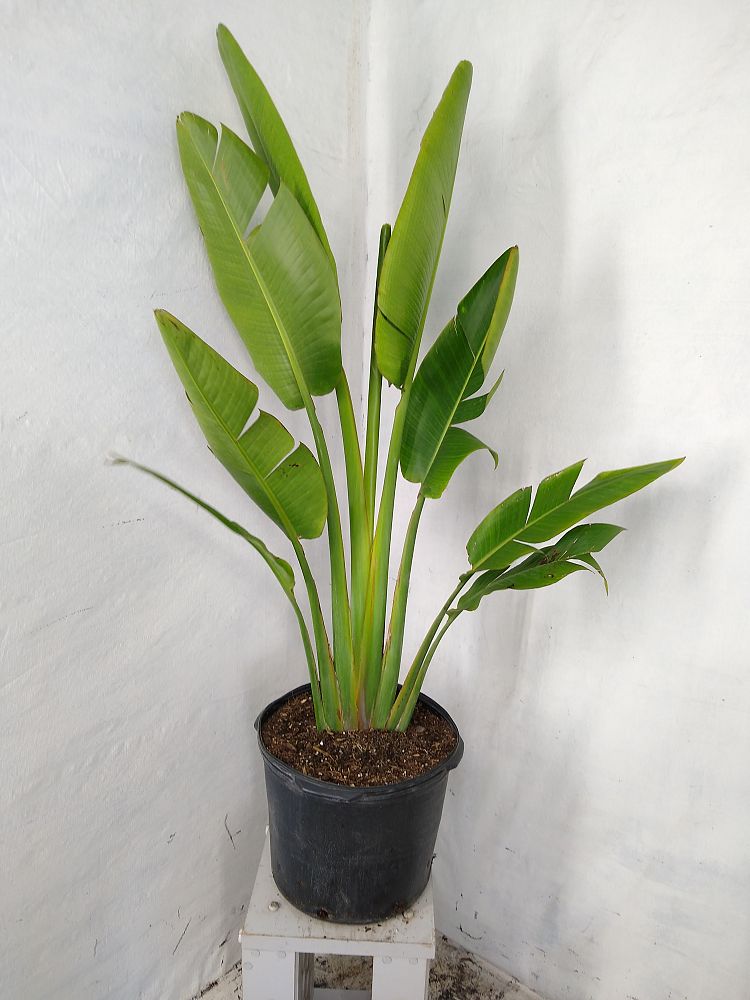 Buy Ravenala madagascariensis, Travelers Tree, Travelers Palm | Free ...