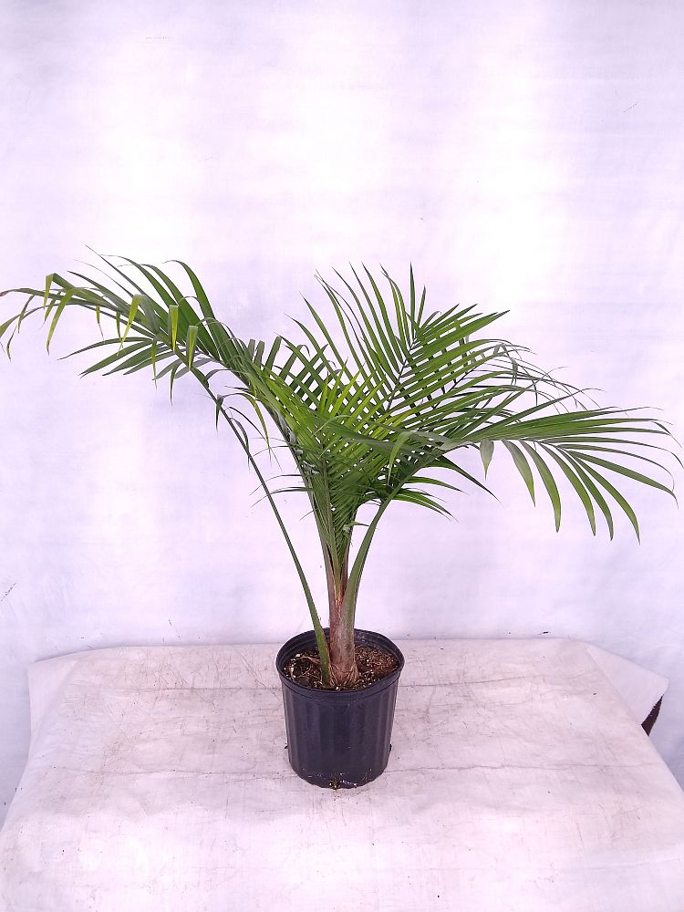 Buy Ravenea rivularis, Majesty Palm | Free Shipping over $100