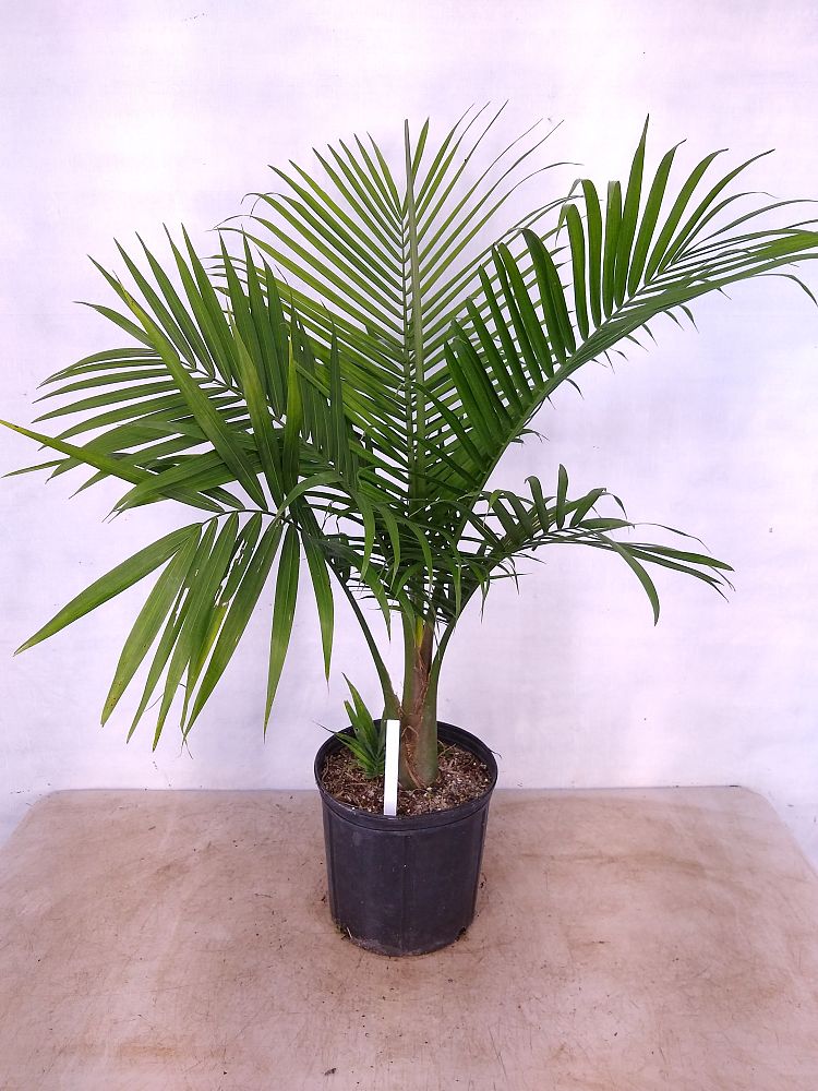 Buy Ravenea rivularis, Majesty Palm | Free Shipping over $100
