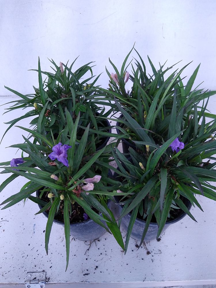 Buy Ruellia brittoniana 'Compacta Katie Purple', Mexican Bluebell ...