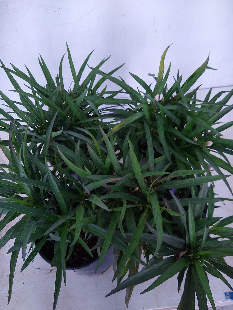 Buy Ruellia brittoniana 'Compacta Katie Purple', Mexican Bluebell ...