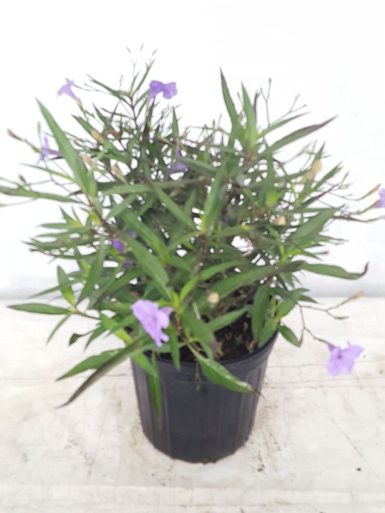 Buy Ruellia brittoniana 'Purple Showers', Mexican Bluebell, Mexican ...