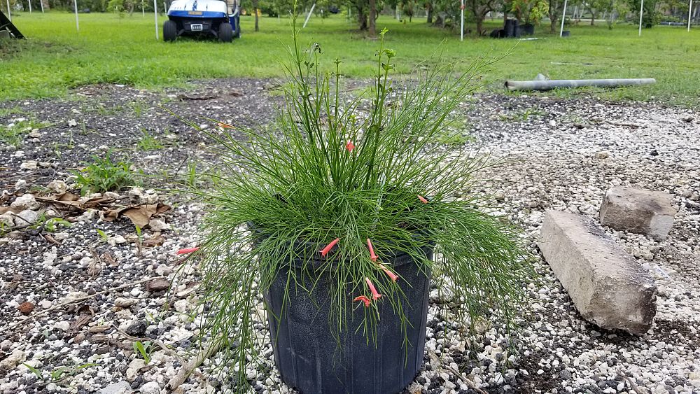 Russelia equisetiformis, Firecracker Bush | PlantVine