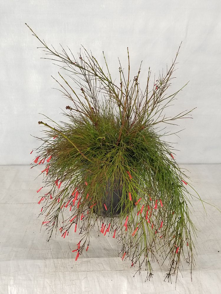 Russelia equisetiformis, Firecracker Bush | PlantVine