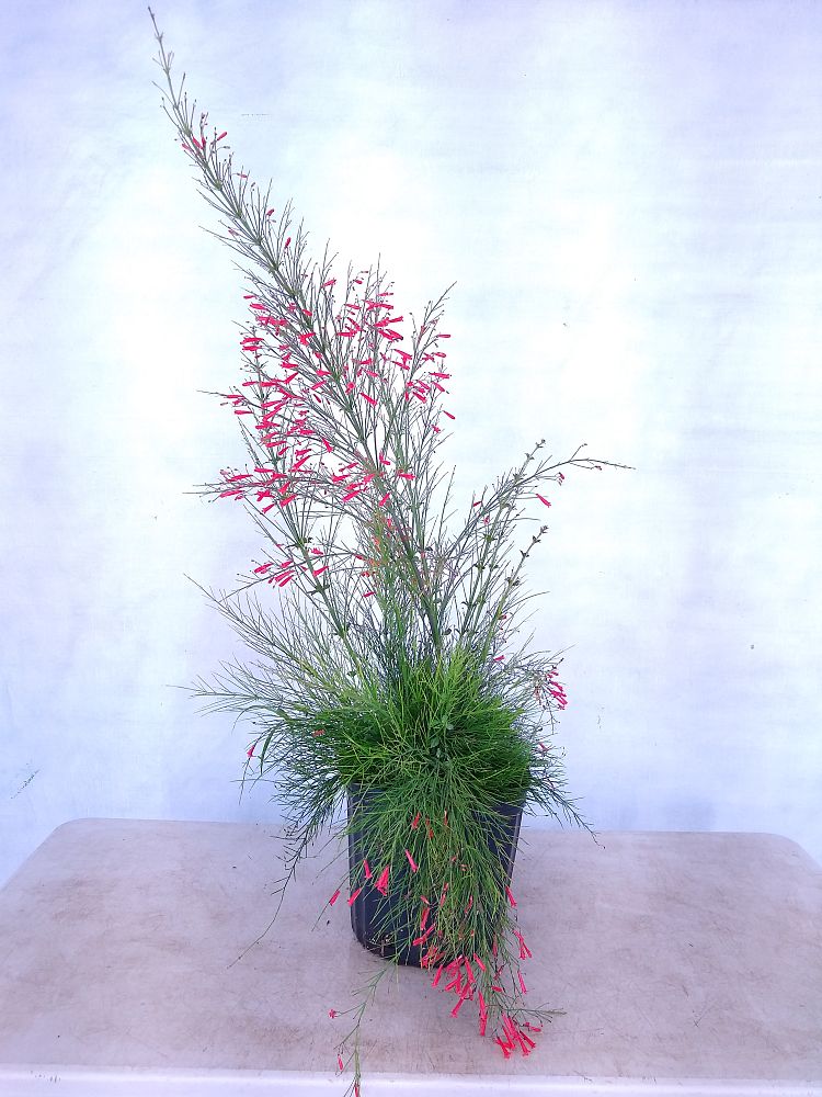 Buy Russelia equisetiformis, Firecracker Bush | Free Shipping over $100