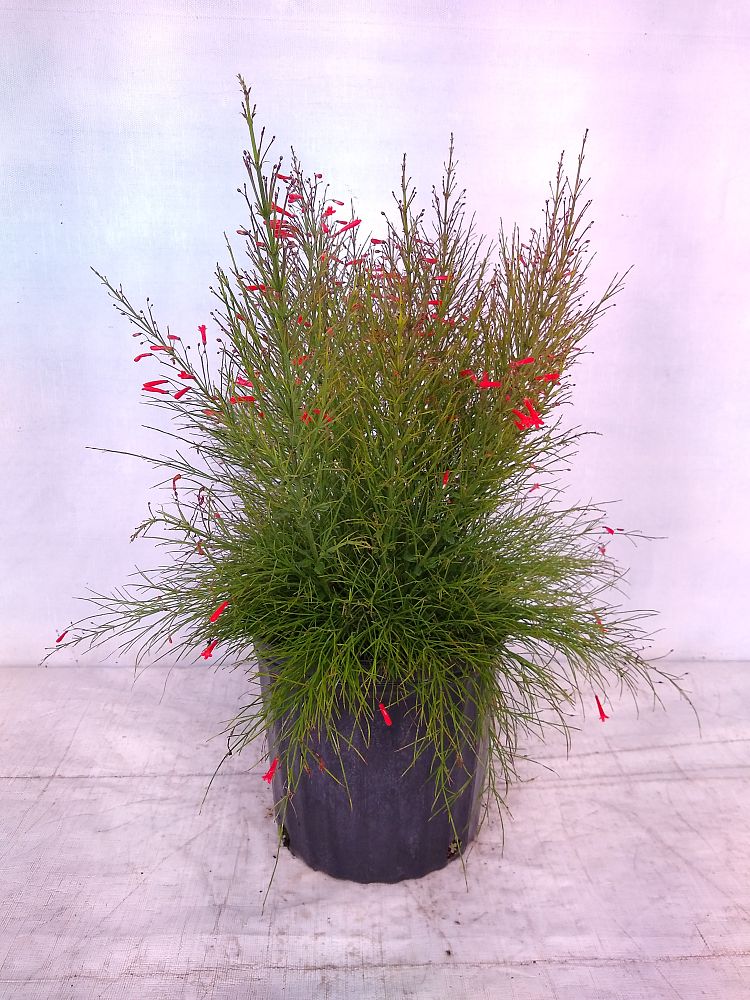 Buy Russelia equisetiformis, Firecracker Bush | Free Shipping over $100