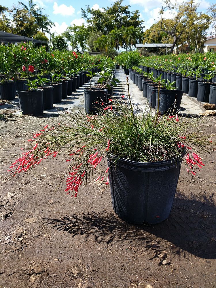 Russelia equisetiformis, Firecracker Bush | PlantVine