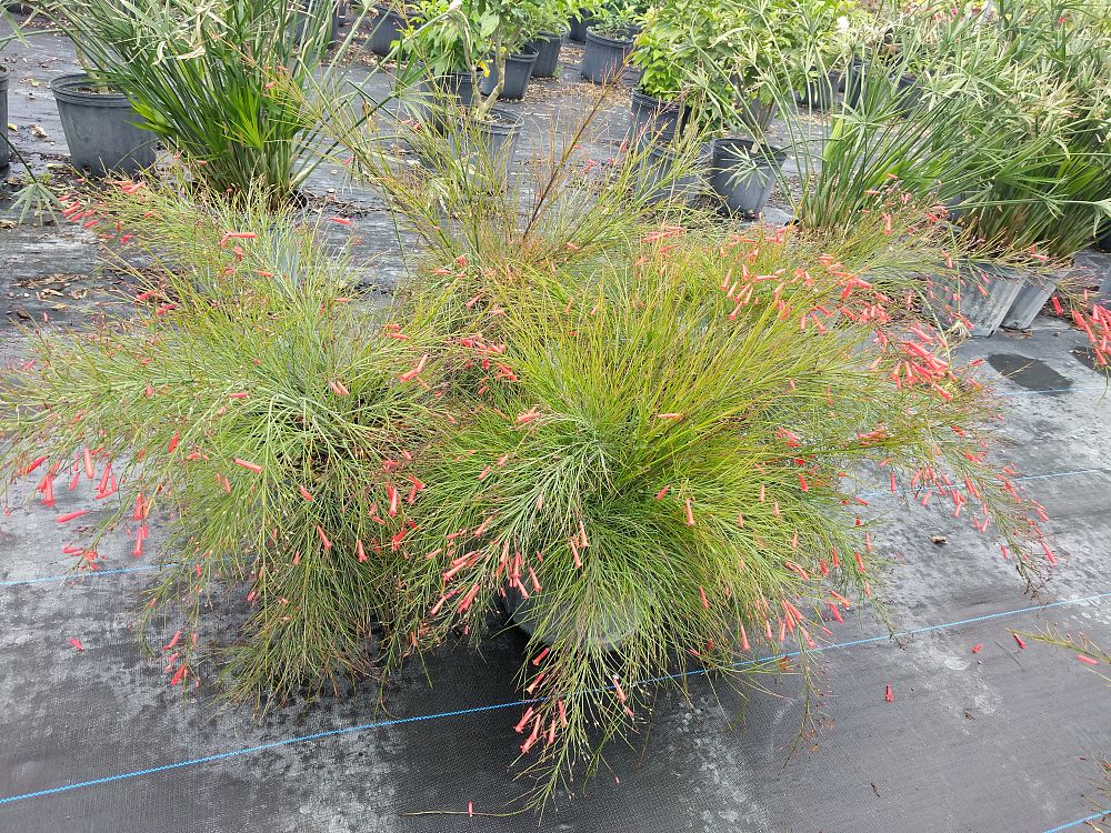 Russelia equisetiformis, Firecracker Bush | PlantVine