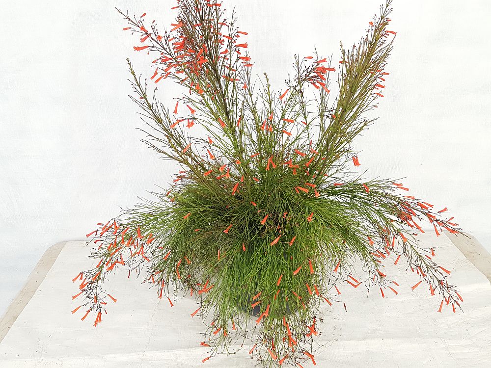 Russelia equisetiformis, Firecracker Bush | PlantVine