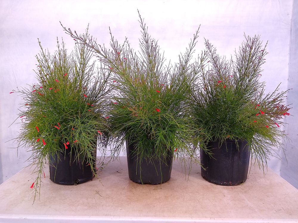 Buy Russelia equisetiformis, Firecracker Bush | Free Shipping over $100