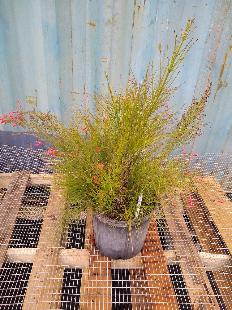 Buy Russelia equisetiformis, Firecracker Bush | Free Shipping over $100