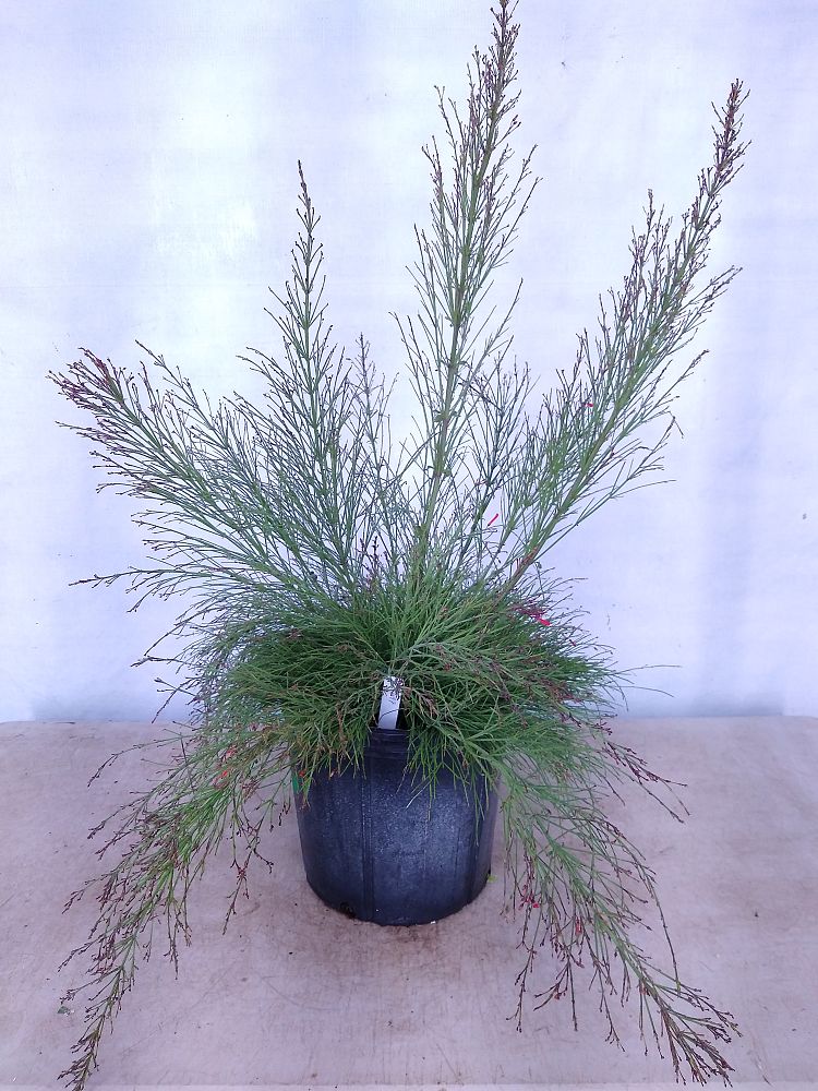 Buy Russelia equisetiformis, Firecracker Bush | Free Shipping over $100