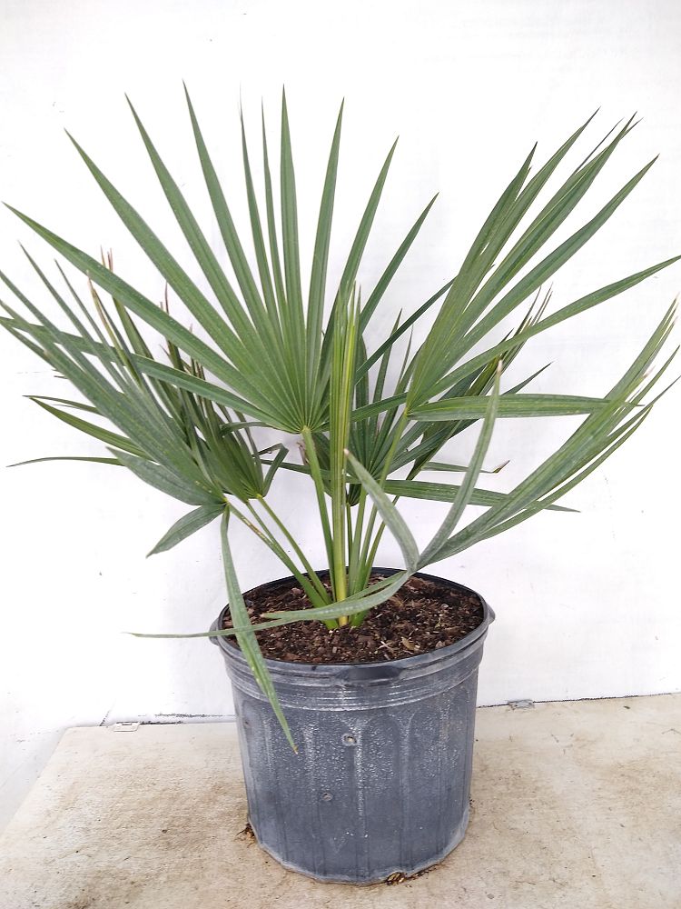 Buy Sabal minor, Dwarf Blue-stem Palmetto | Free Shipping over $100