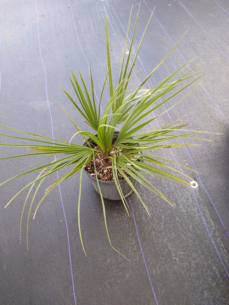 Buy Sabal minor, Dwarf Blue-stem Palmetto | Free Shipping over $100