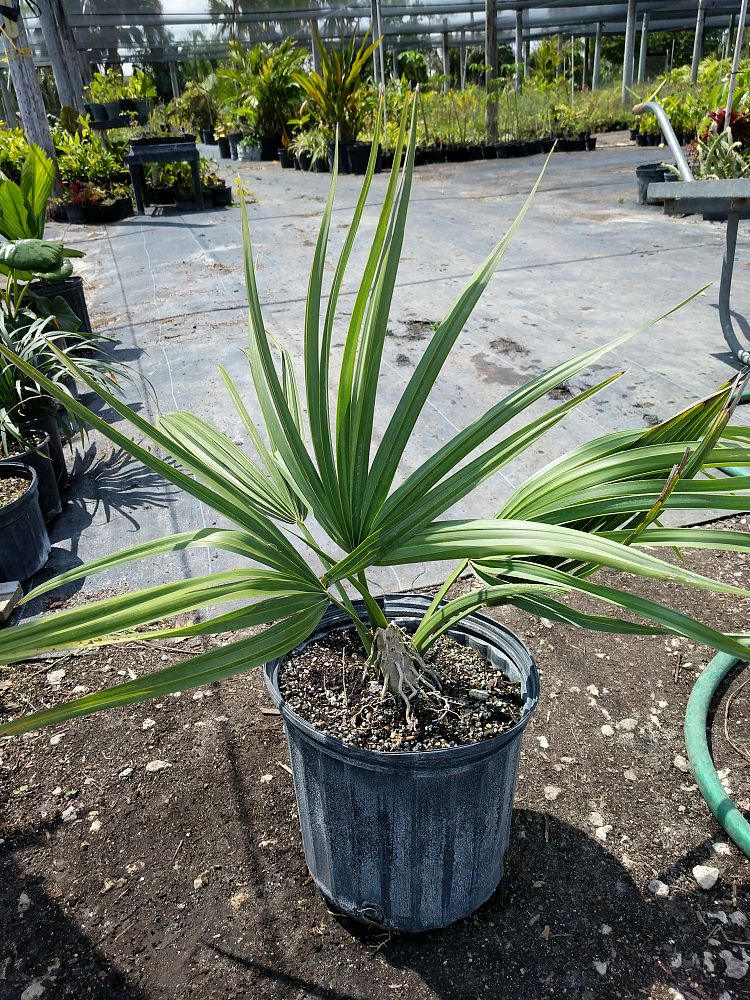 Sabal minor, Dwarf Blue-stem Palmetto | PlantVine
