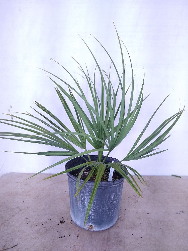 Buy Sabal minor, Dwarf Blue-stem Palmetto | Free Shipping over $100