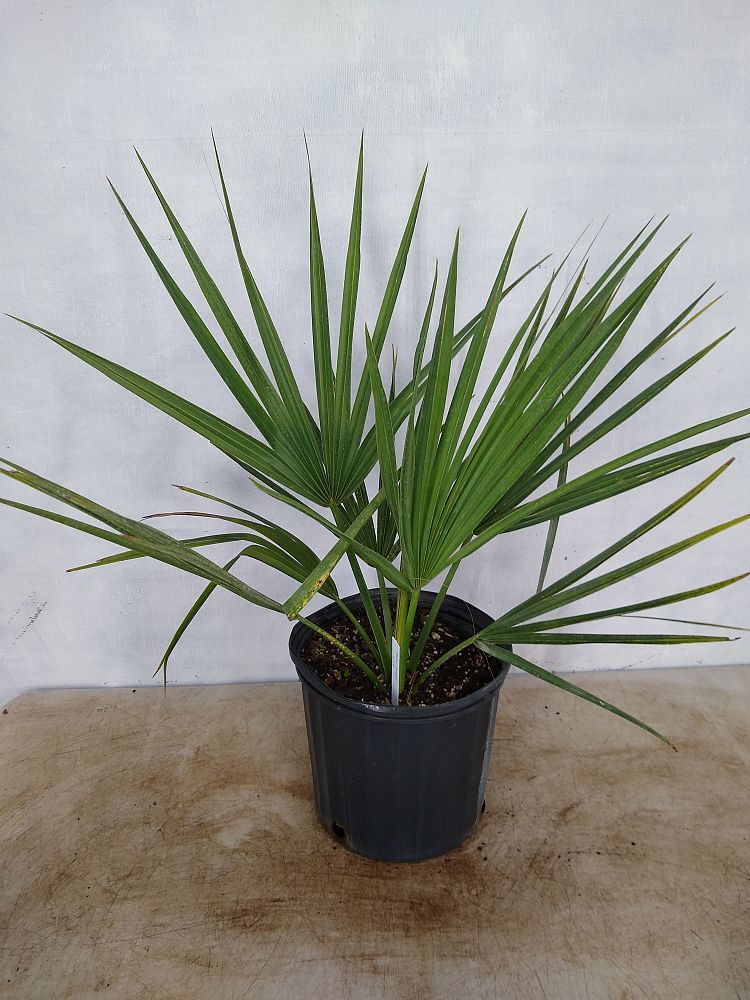 Buy Sabal minor, Dwarf Blue-stem Palmetto | Free Shipping over $100