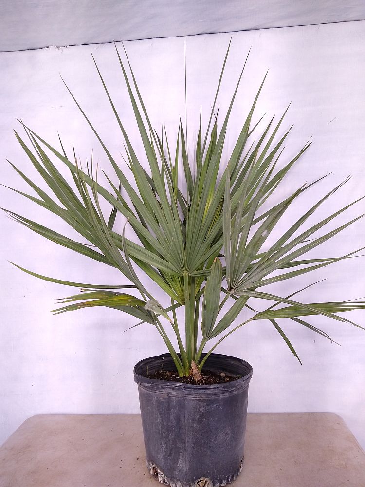 Buy Sabal minor, Dwarf Blue-stem Palmetto | Free Shipping over $100