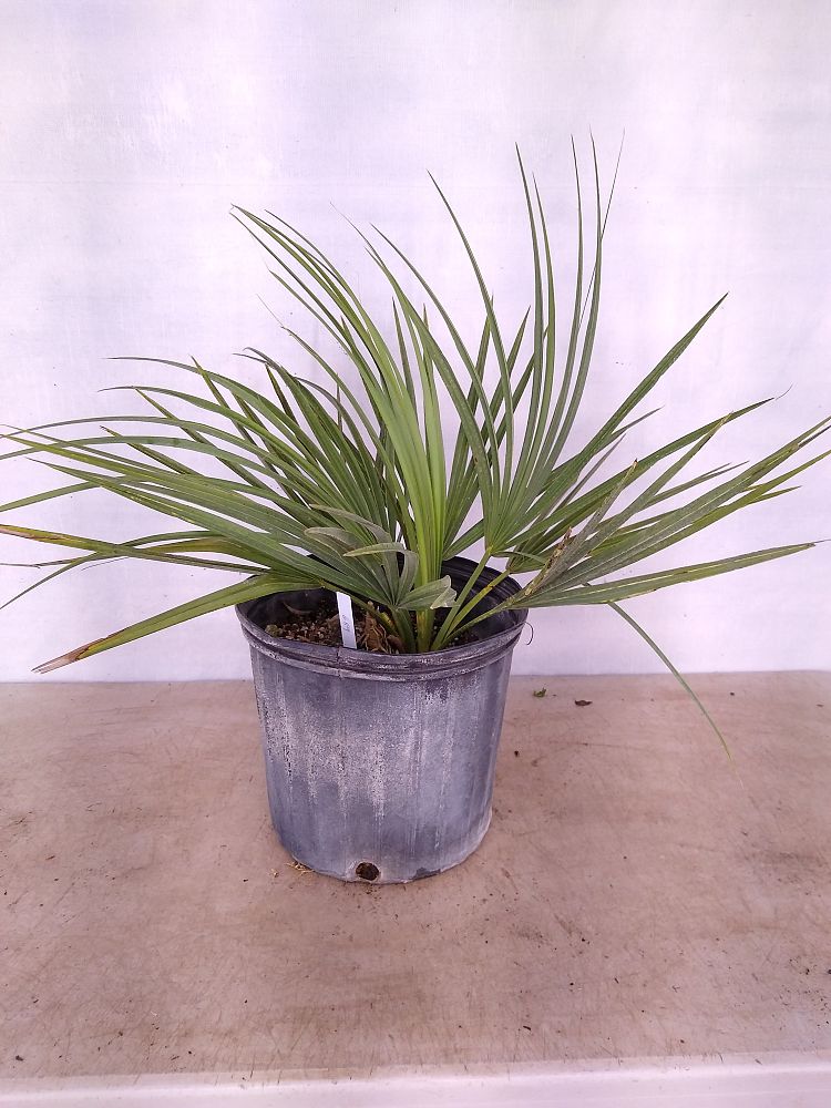 Buy Sabal minor, Dwarf Blue-stem Palmetto | Free Shipping over $100
