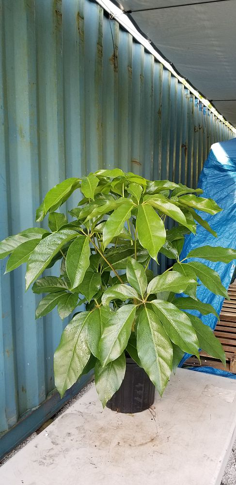 Schefflera actinophylla 'Amate', Umbrella Tree | PlantVine