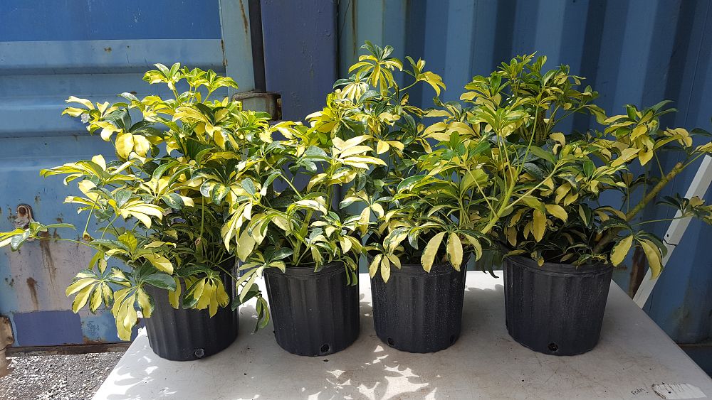 Schefflera arboricola 'Trinette', Umbrella Tree | PlantVine