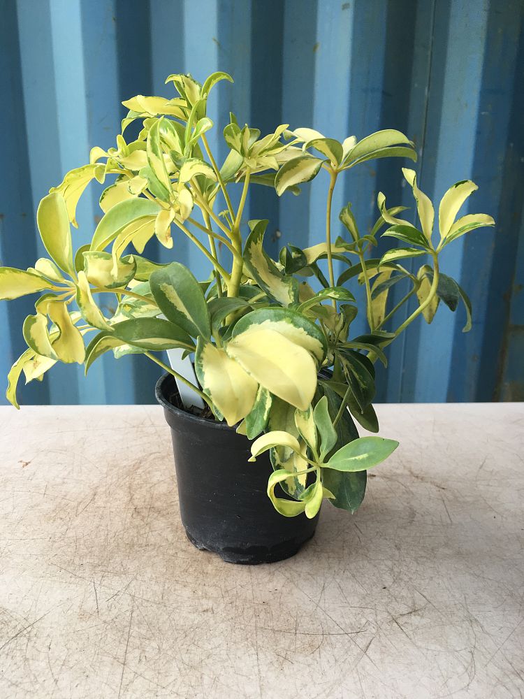 Schefflera arboricola 'Trinette', Umbrella Tree | PlantVine