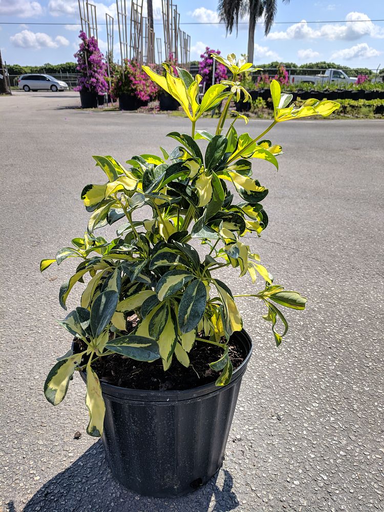 Schefflera arboricola 'Trinette', Umbrella Tree | PlantVine