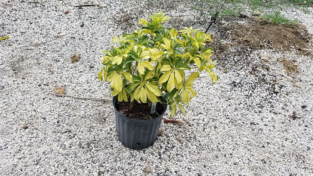 Schefflera arboricola 'Trinette', Umbrella Tree | PlantVine