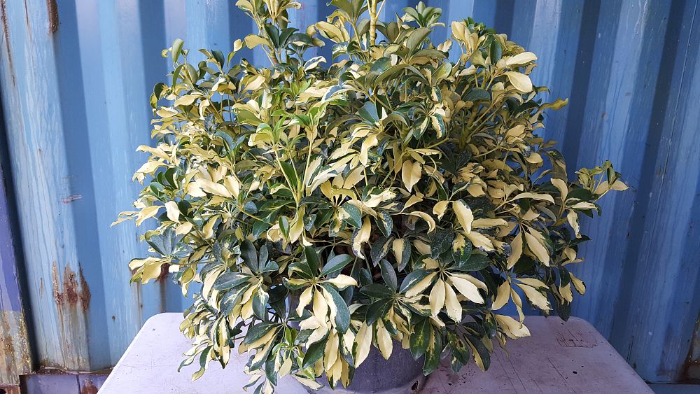 Buy Schefflera arboricola 'Trinette', Umbrella Tree | Free Shipping ...