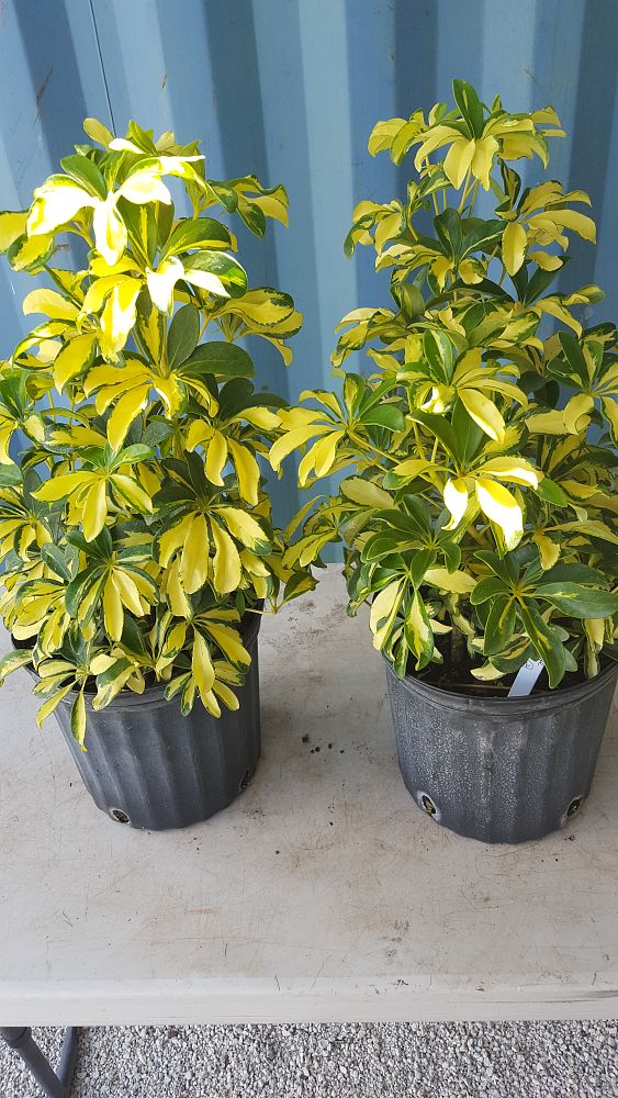 Buy Schefflera arboricola 'Trinette', Umbrella Tree | Free Shipping ...