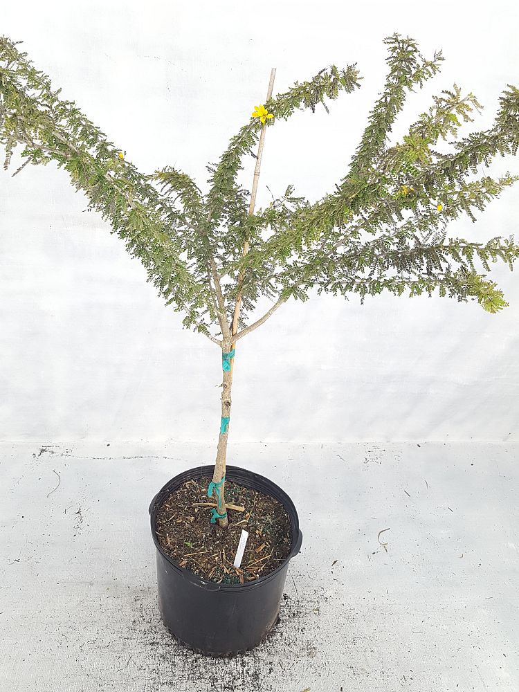 Buy Senna polyphylla, Cassia polyphylla, Desert Cassia | Free Shipping ...