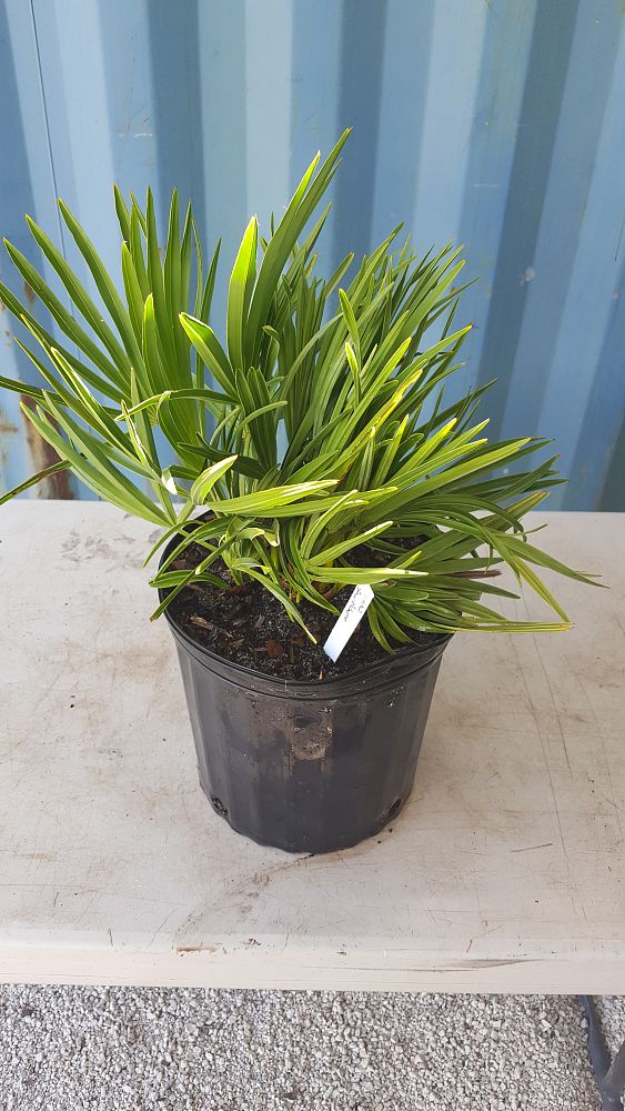 Serenoa repens, Saw Palmetto | PlantVine