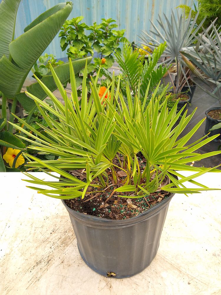 Buy Serenoa repens, Saw Palmetto | Free Shipping over $100