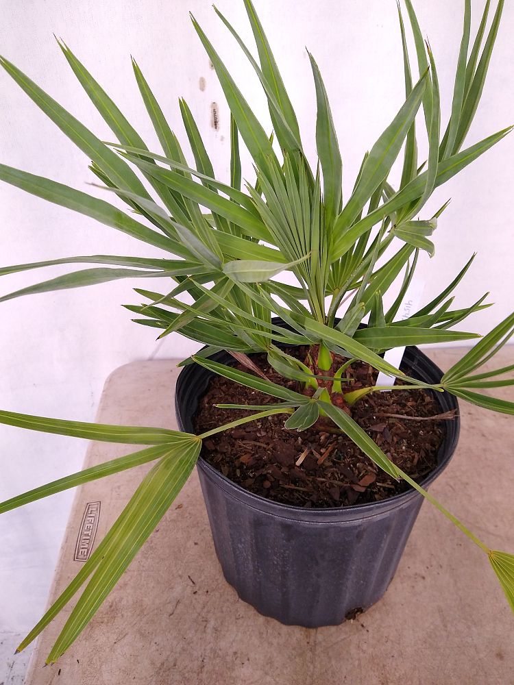 Buy Serenoa repens 'Cinerea', Silver Saw Palmetto | Free Shipping over $100