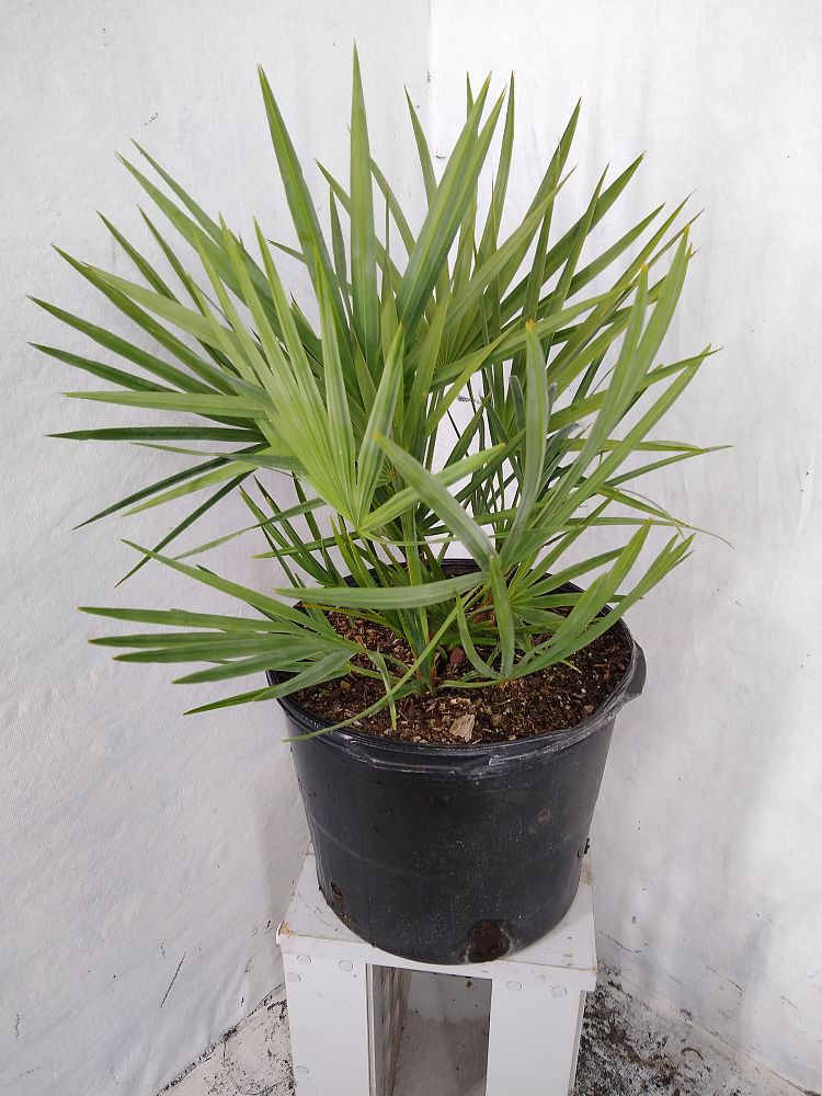 Buy Serenoa repens 'Cinerea', Silver Saw Palmetto | Free Shipping over $100