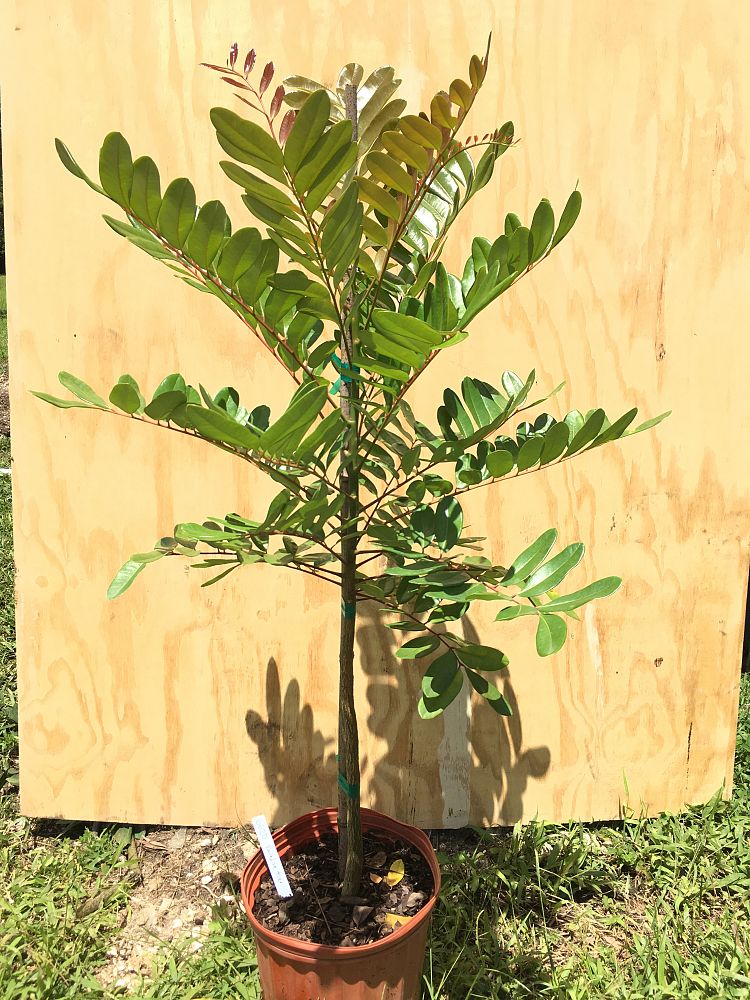 Buy Simarouba glauca, Paradise Tree | Free Shipping over $100