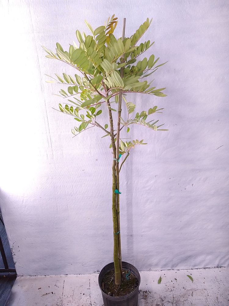 Buy Simarouba glauca, Paradise Tree | Free Shipping over $100