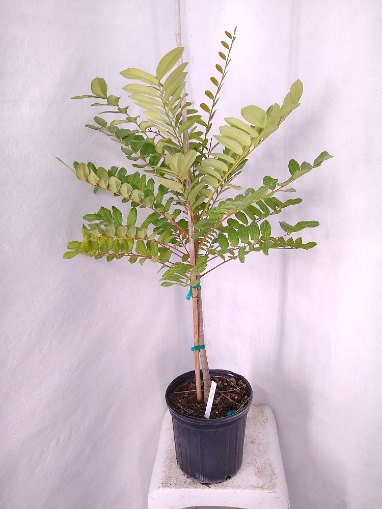 Buy Simarouba glauca, Paradise Tree | Free Shipping over $100