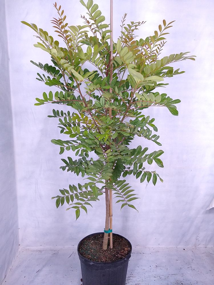 Buy Simarouba glauca, Paradise Tree | Free Shipping over $100