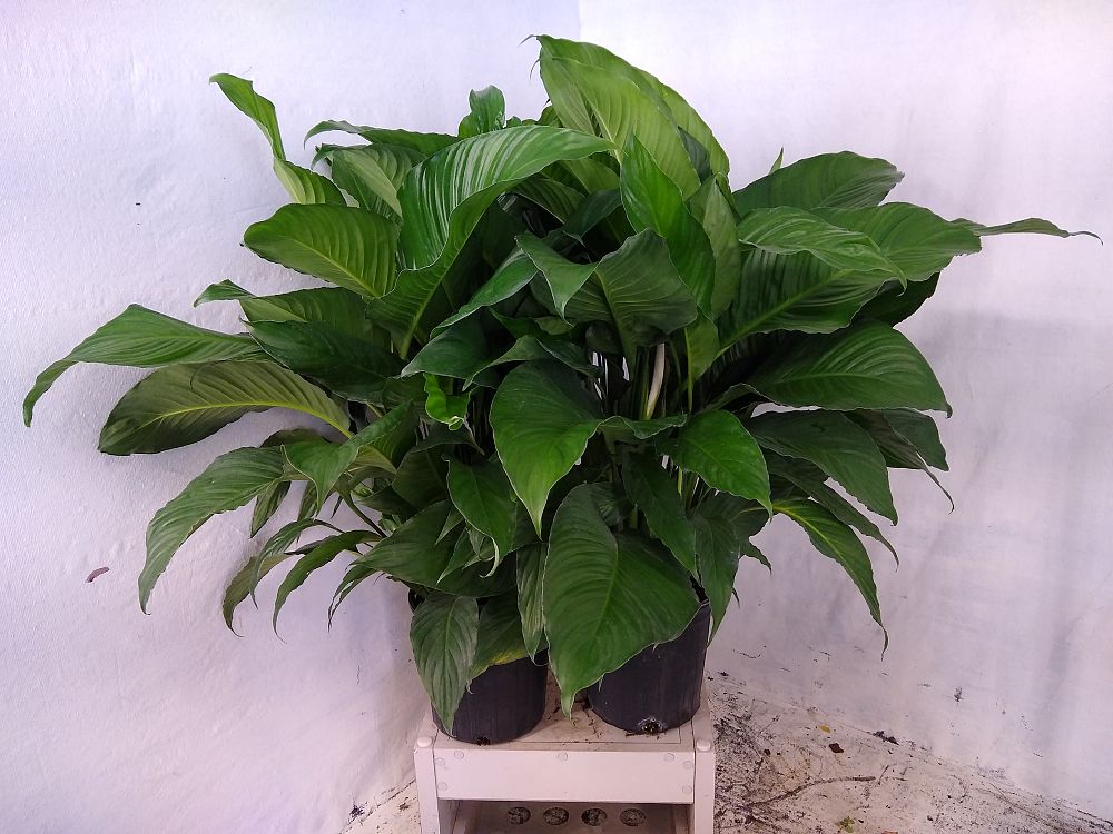 Buy Spathiphyllum 'Sweet Pablo', Peace Lily | Free Shipping over $100