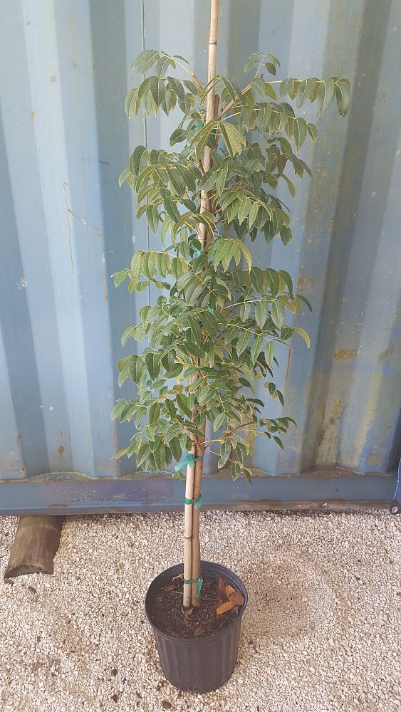 Buy Swietenia mahagoni, Mahogany Tree | Free Shipping over $100