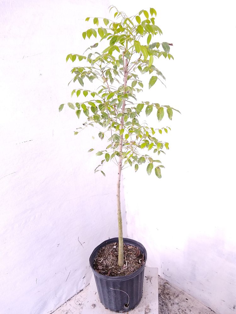 Buy Swietenia mahagoni, Mahogany Tree | Free Shipping over $100