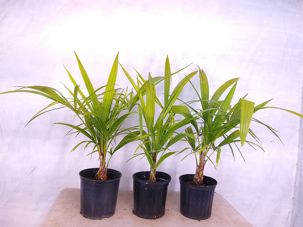 Buy Syagrus schizophylla, Arikury Palm, Parrot Palm | Free Shipping ...