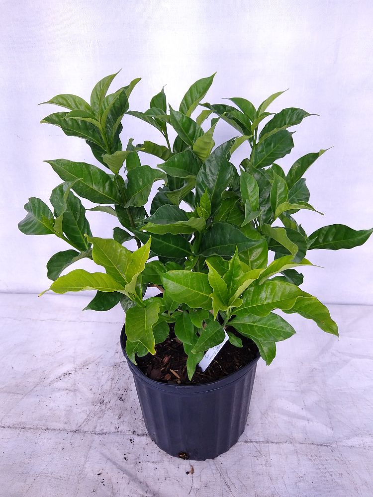 Buy Tabernaemontana divaricata, Crape Jasmine, Florida Gardenia ...