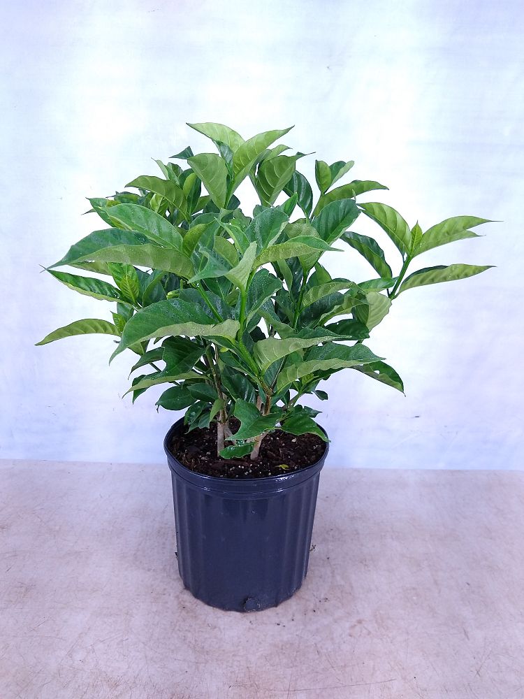 Buy Tabernaemontana divaricata, Crape Jasmine, Florida Gardenia ...