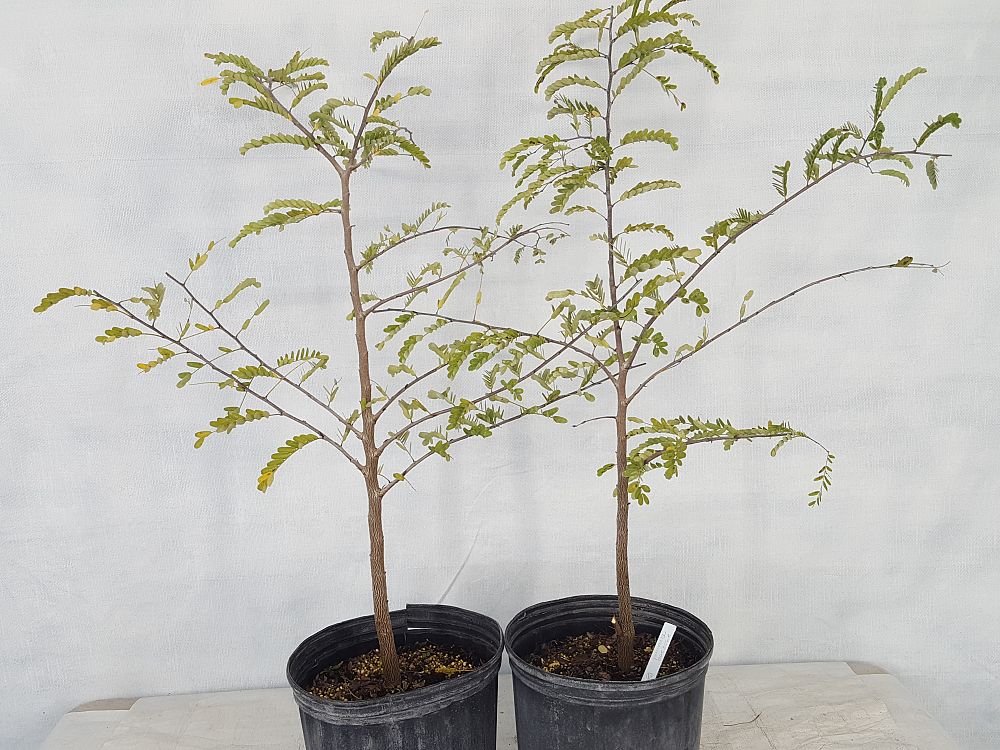 Tamarindus indica, Tamarind | PlantVine