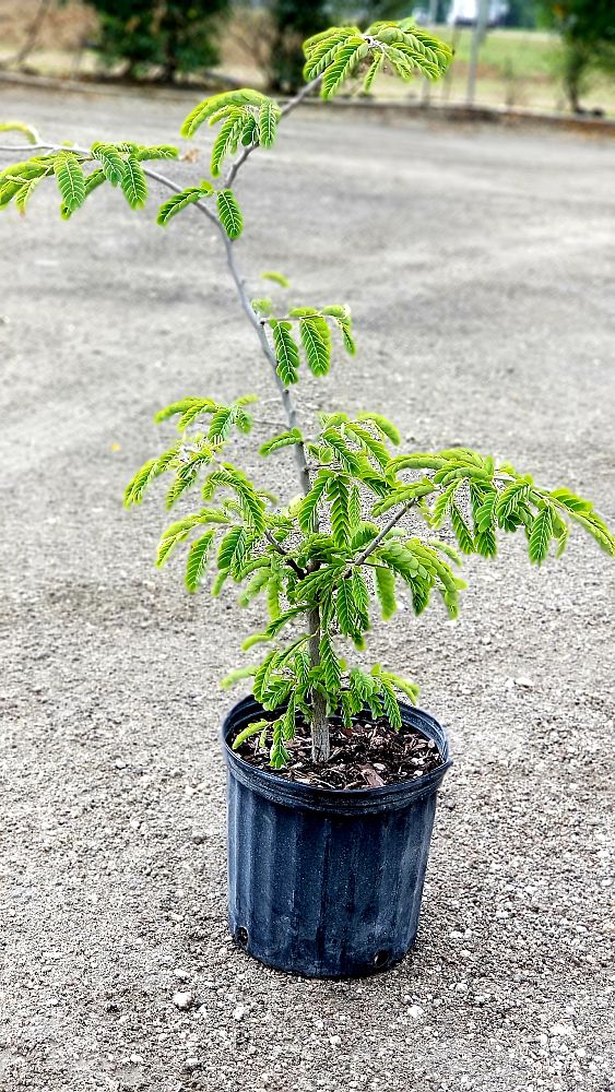 Tamarindus indica, Tamarind | PlantVine