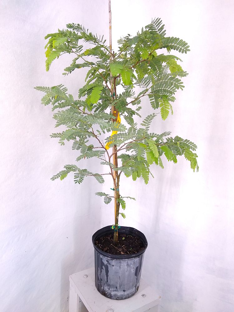 Buy Tamarindus indica, Tamarind | Free Shipping over $100
