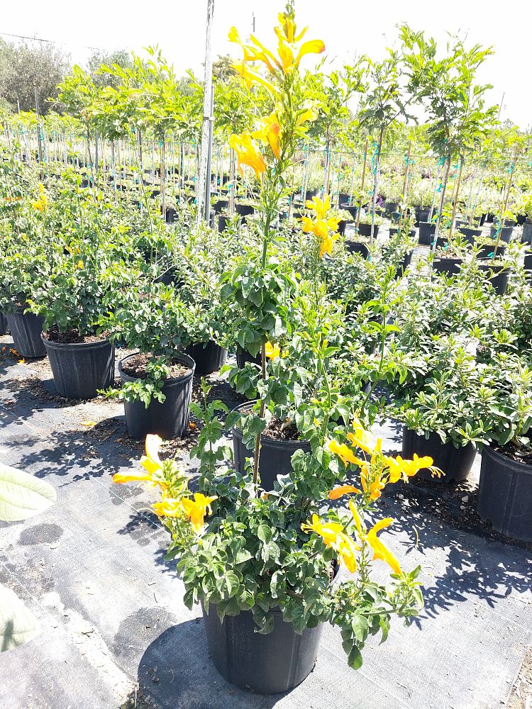 Tecomaria capensis, Cape Honeysuckle | PlantVine
