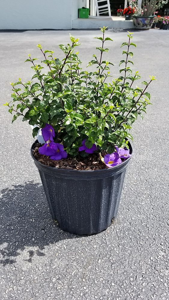 Buy Thunbergia erecta, King's Mantle | Free Shipping over $100